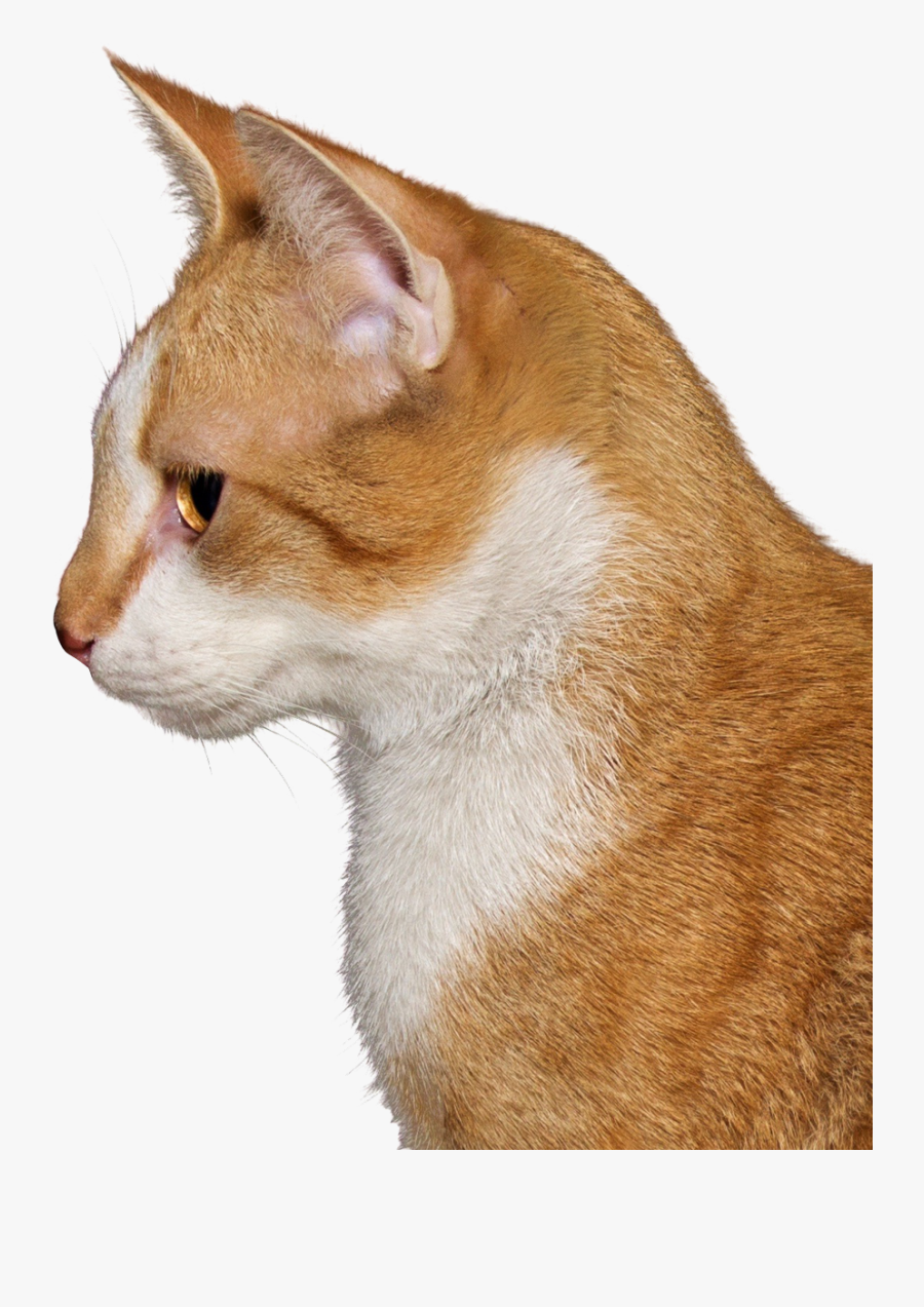 Cat Png - Cat Head Transparent Background , Free Transparent Clipart ...