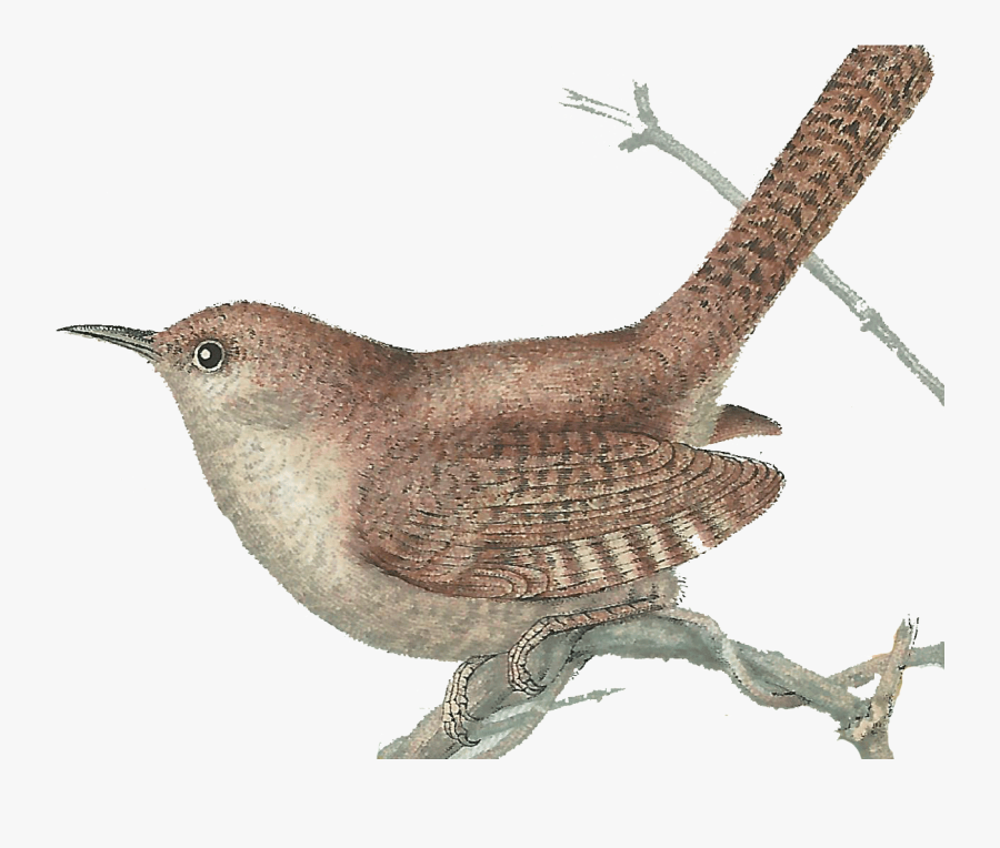 Wren Clipart Cartoon - Bird Print Png , Free Transparent Clipart ...