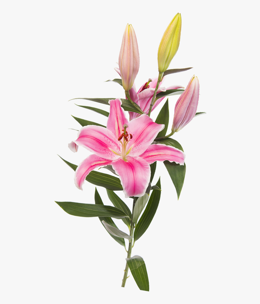 Lily Transparent One White - Pink Lilies Transparent Background , Free ...