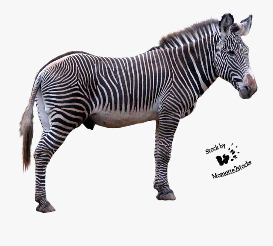 Grevy"s Zebra Transparent - Zebra With Clear Background , Free ...