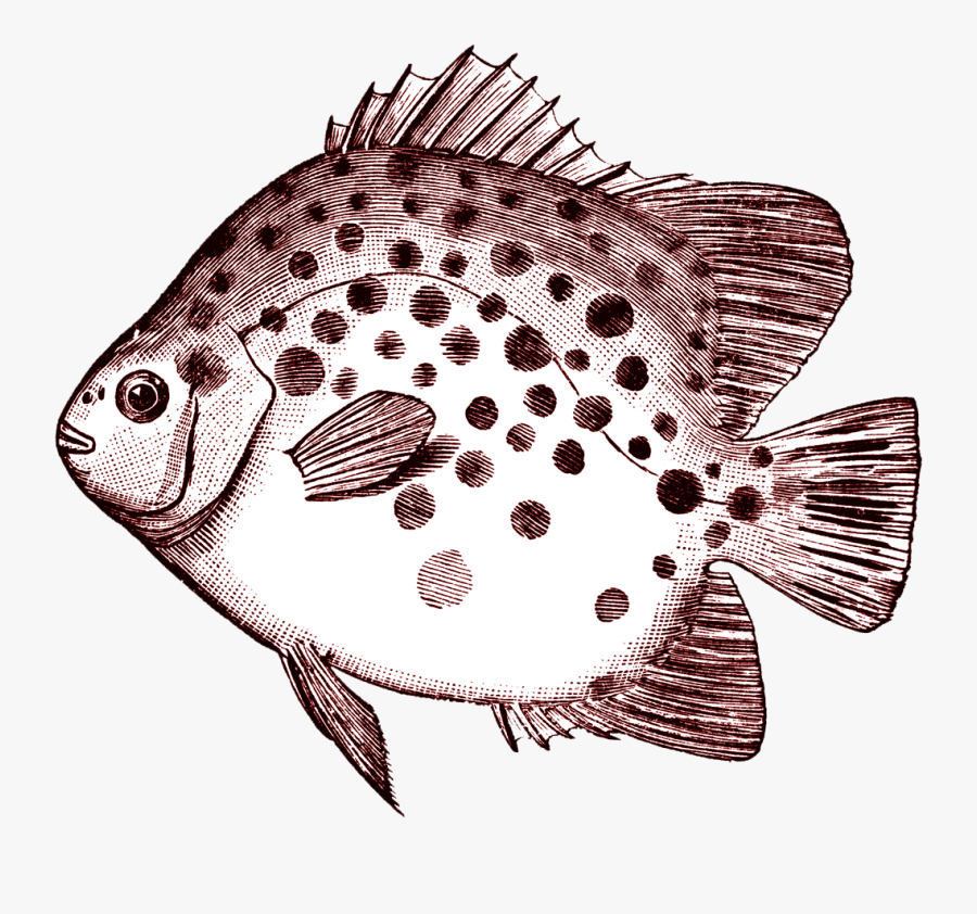**free Vintage Digital Stamps** - Black Spotted Fish Like Pomfret ...