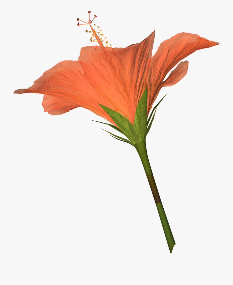 Free High Resolution Clip Art - Hibiscus , Free Transparent Clipart ...