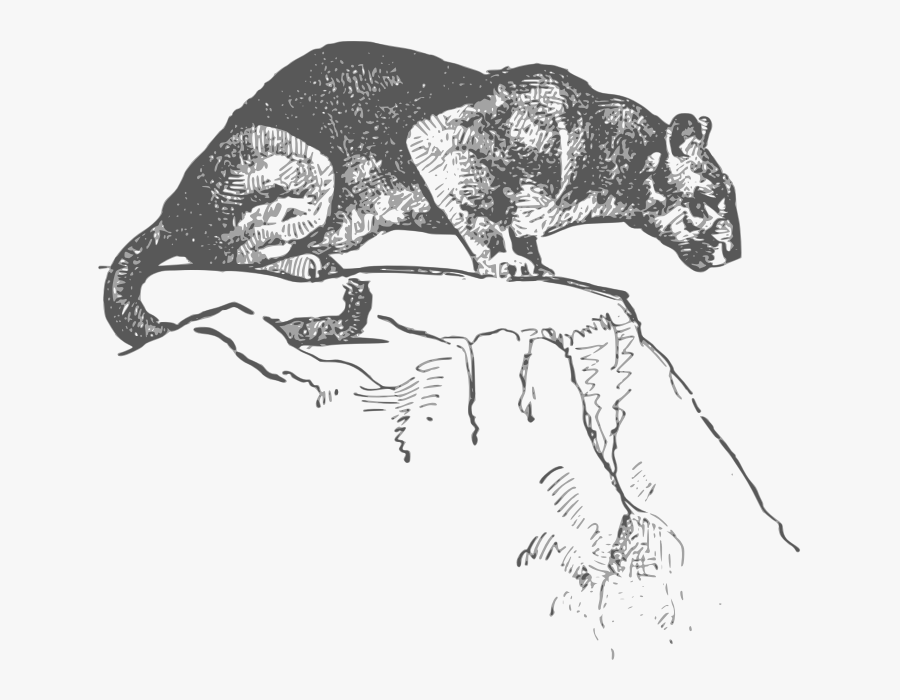 Puma , Free Transparent Clipart - ClipartKey