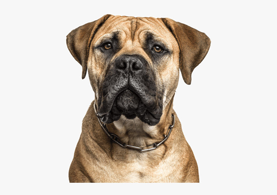 Clip Art Dogue De Bordeaux Puppies - Bullmastiff Cross Boxer , Free ...