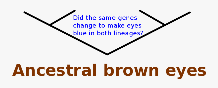 Ancestral Brown Eyes - Facebook , Free Transparent Clipart - ClipartKey