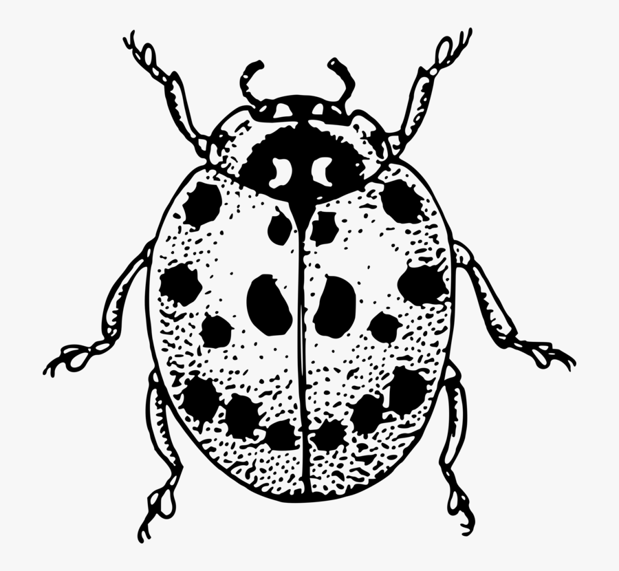 Line Art,leaf,symmetry - Lady Bird Line Art , Free Transparent Clipart ...