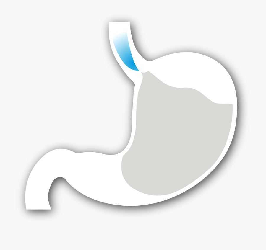 Transparent Esophagus Png - Illustration , Free Transparent Clipart ...