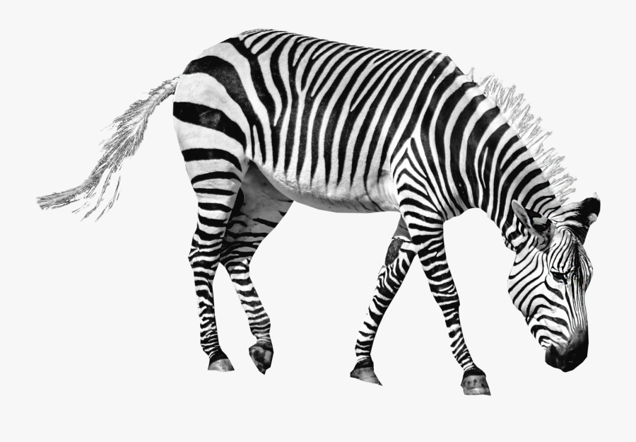 Zebra Png , Free Transparent Clipart - ClipartKey