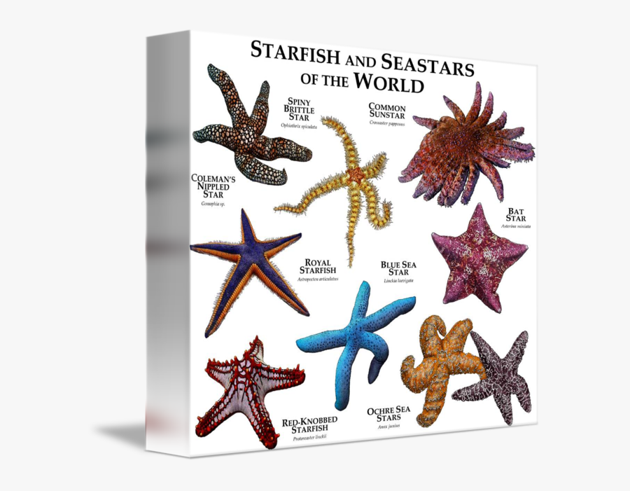 Drawing Starfish Artistic - Different Kind Kinds Of Starfish , Free ...