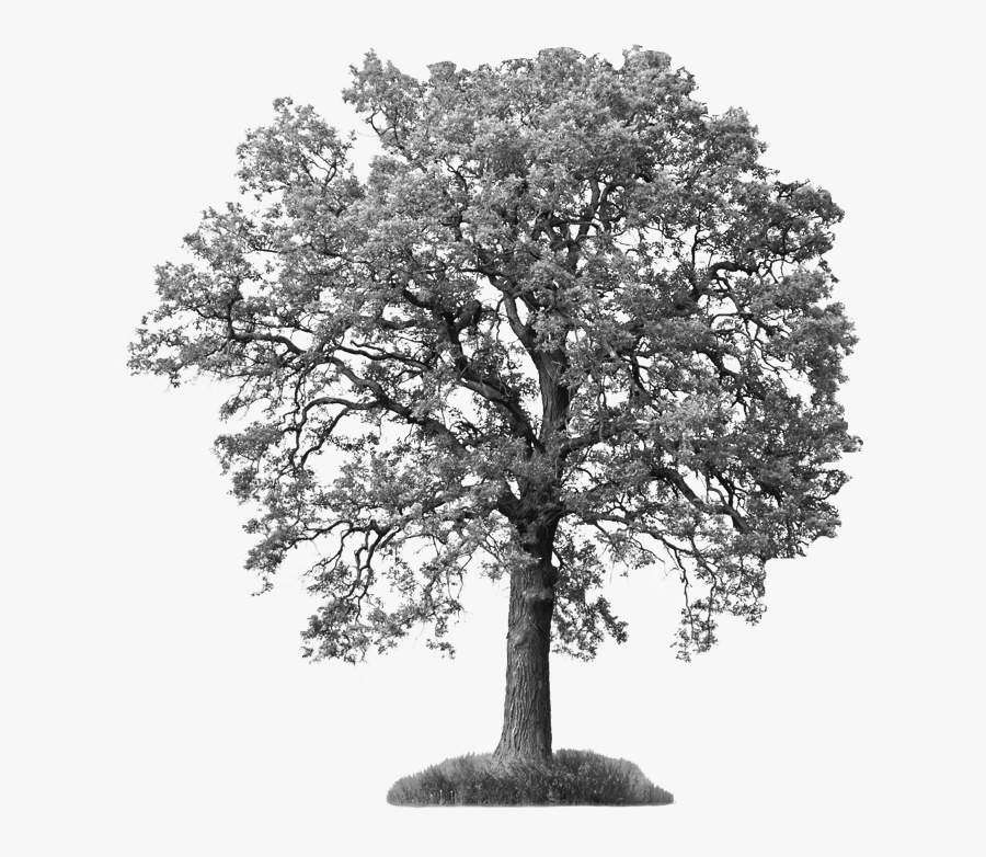 Tree On White Background , Free Transparent Clipart - ClipartKey