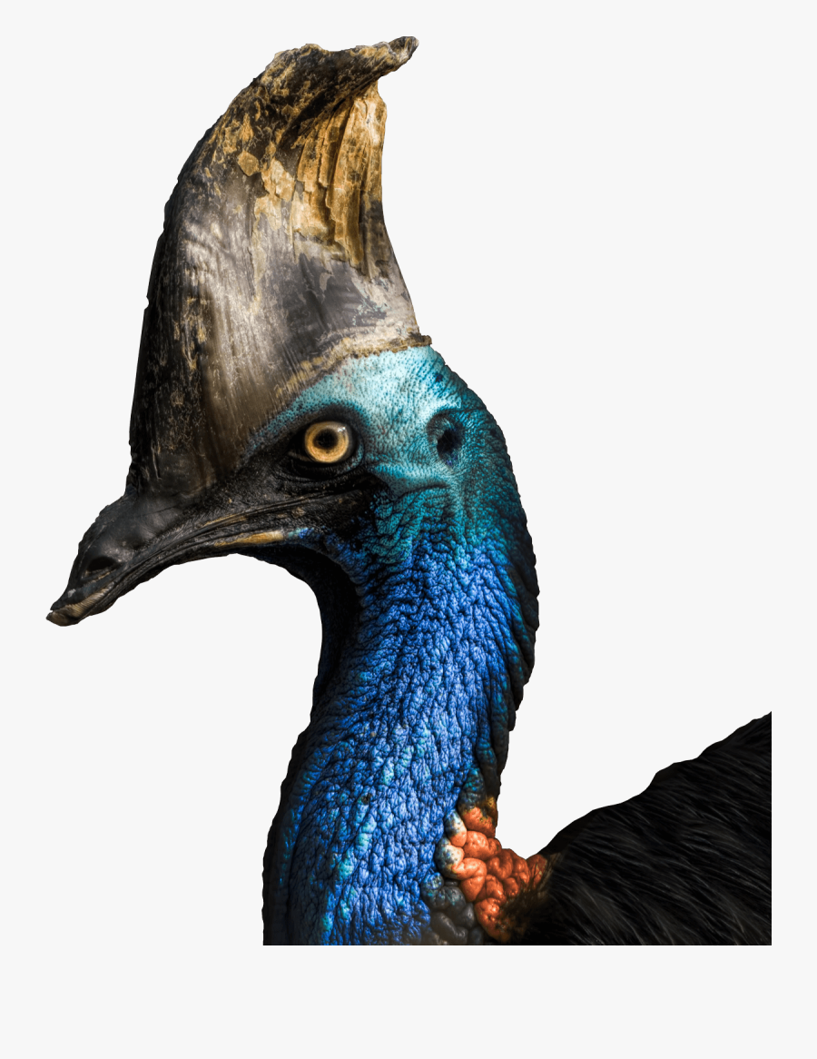 Cassowary , Free Transparent Clipart - ClipartKey