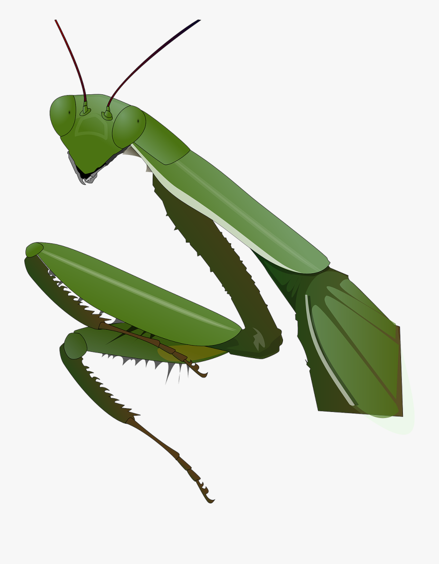 Praying Mantis - Praying Mantis Cartoon , Free Transparent Clipart ...