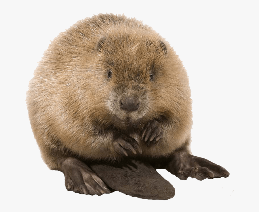 Cute Beaver - Beaver Png , Free Transparent Clipart - ClipartKey