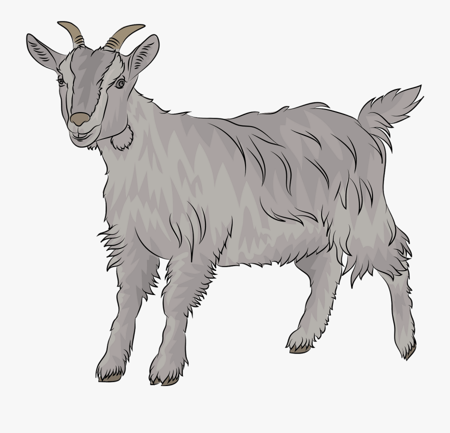 Goat , Free Transparent Clipart - ClipartKey