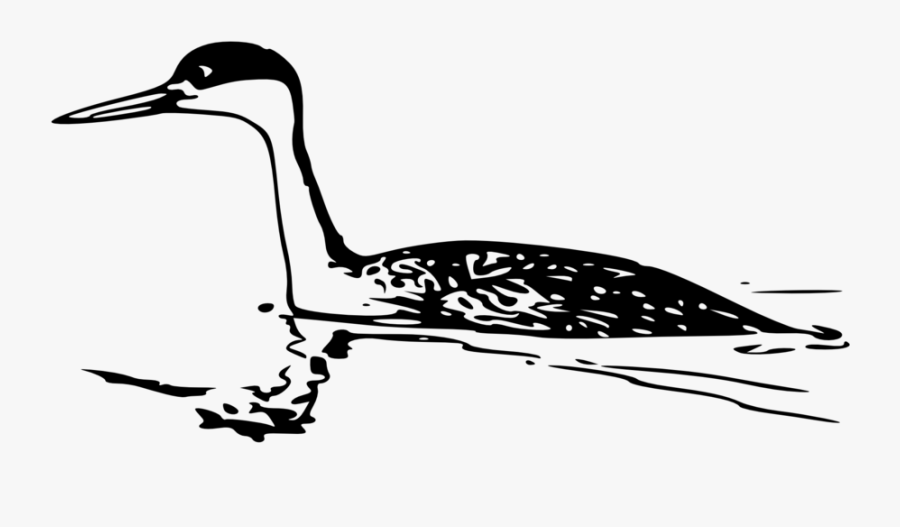 Western Grebe Drawing , Free Transparent Clipart - ClipartKey