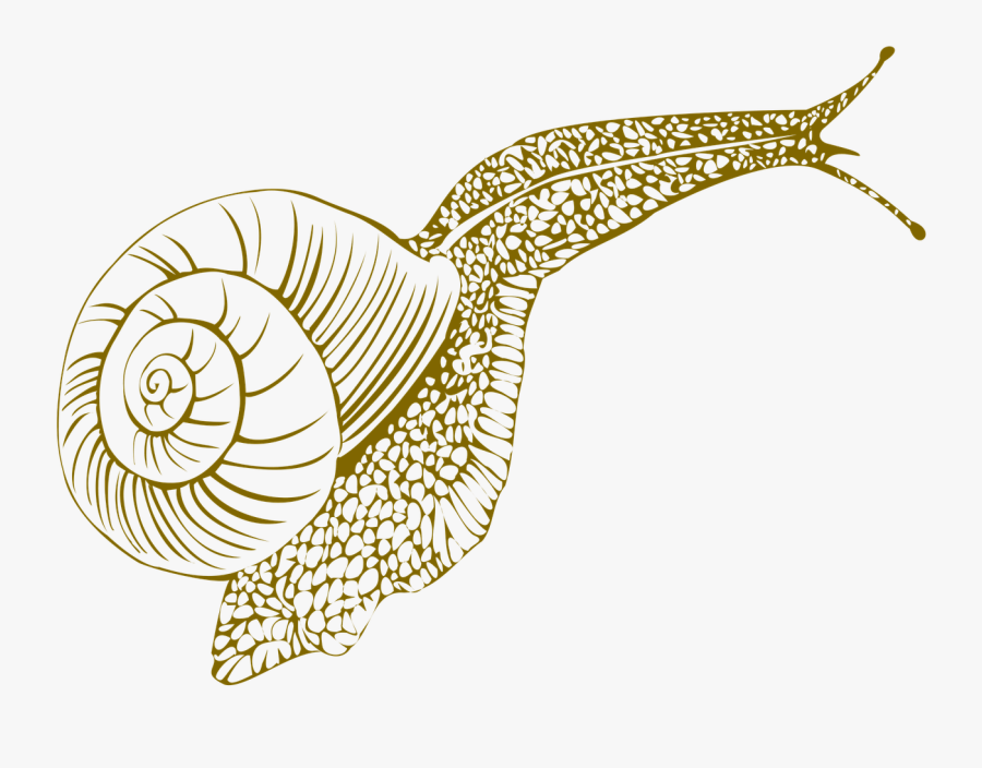 Transparent Snail Png , Free Transparent Clipart - ClipartKey