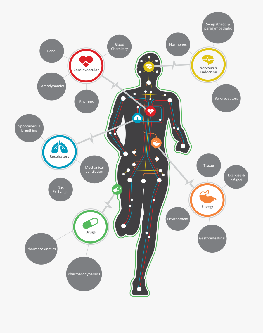 Physiology Engine The Pulse - Physiology Png , Free Transparent Clipart ...