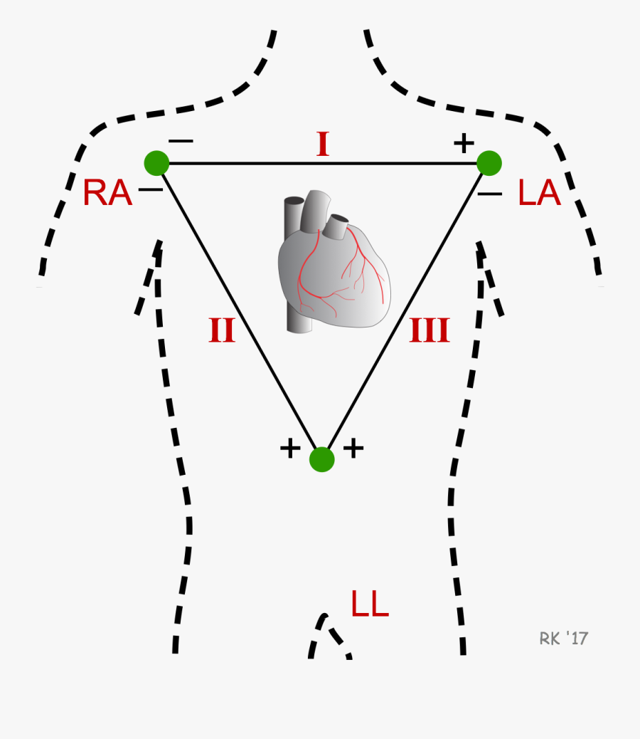 Cardiac Vector Ecg Leads - Vector Of Heart Ecg , Free Transparent ...