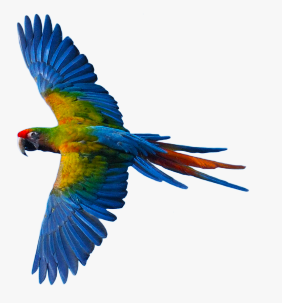 Flying Parrot , Free Transparent Clipart - ClipartKey