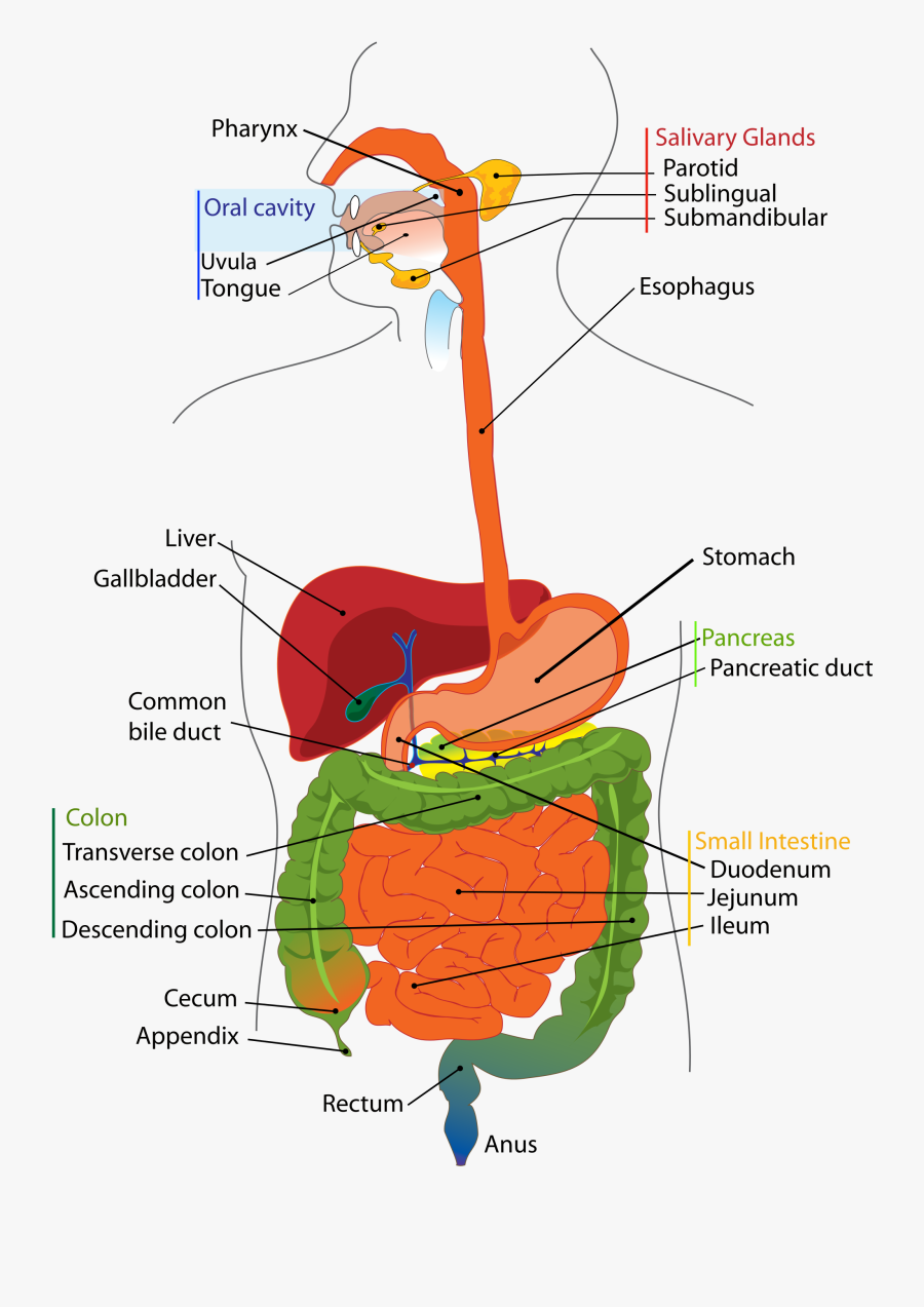 Clip Art What Is The Order - Digestive System Diagram Duodenum , Free ...