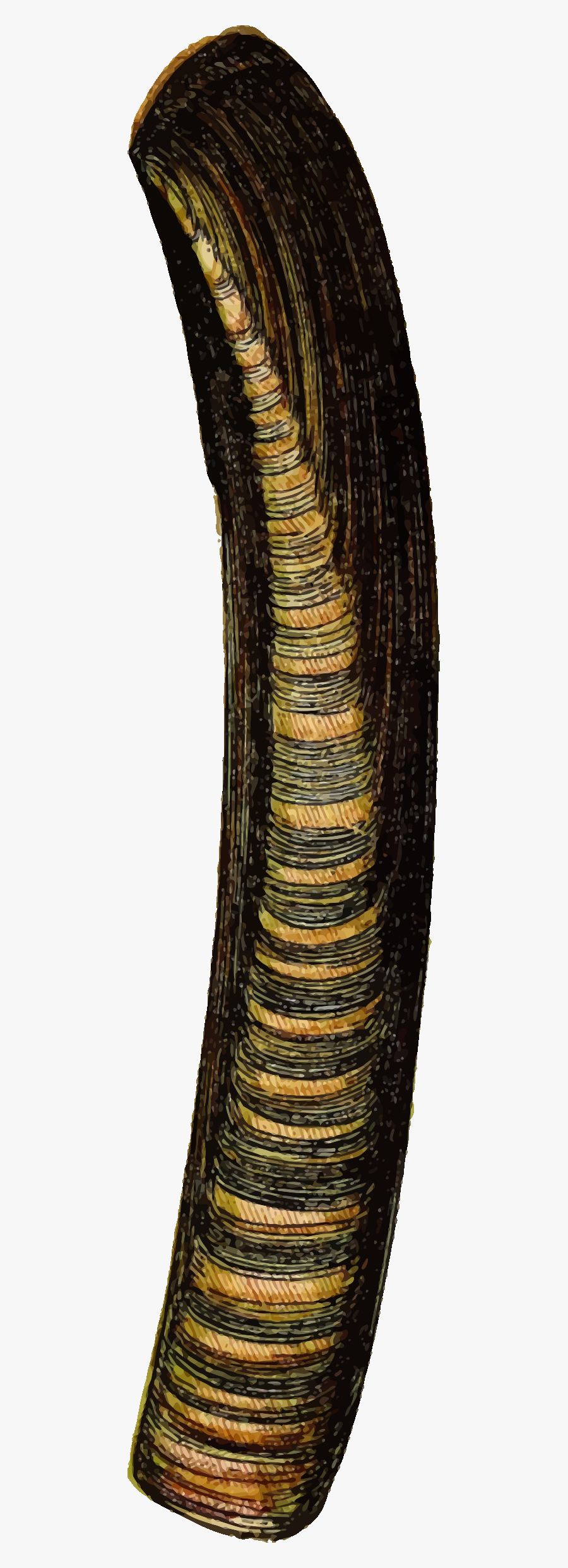 Razor Shell Clip Arts - Razor Shell Png , Free Transparent Clipart ...