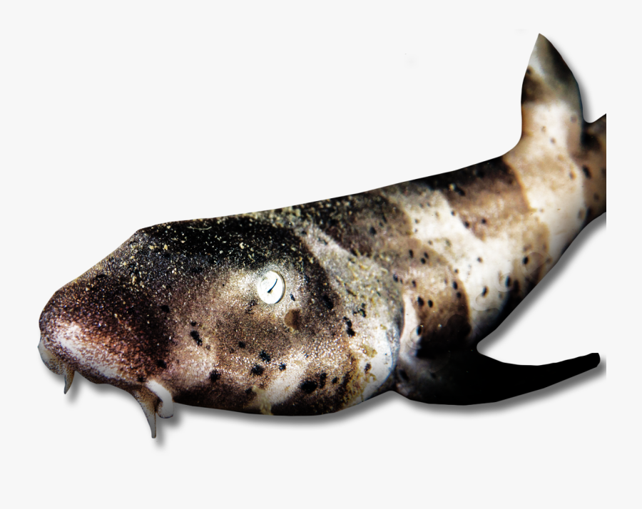 Shark - Cartilaginous Fish , Free Transparent Clipart - ClipartKey