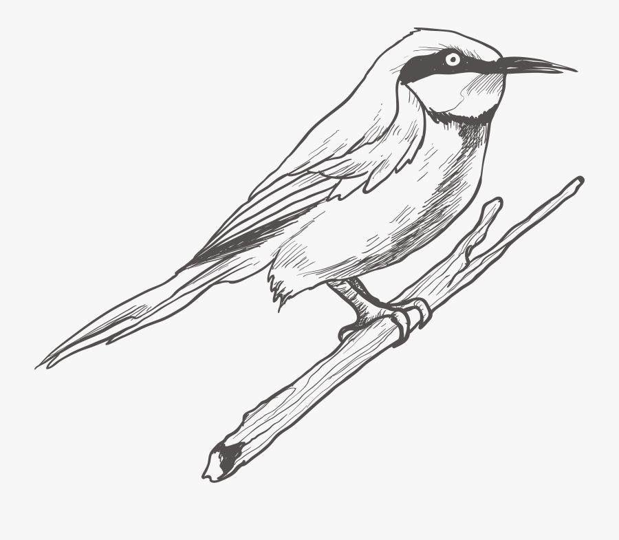 Clip Art Bird Sketches - Grey Bird Drawing Png , Free Transparent ...