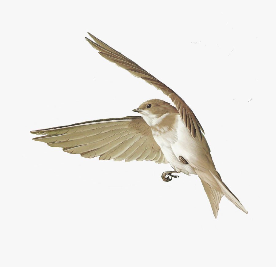 Sand Martin , Free Transparent Clipart - ClipartKey