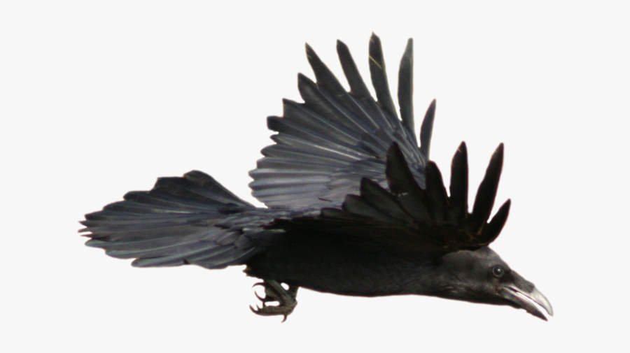 Huginn And Muninn Writing , Free Transparent Clipart - ClipartKey