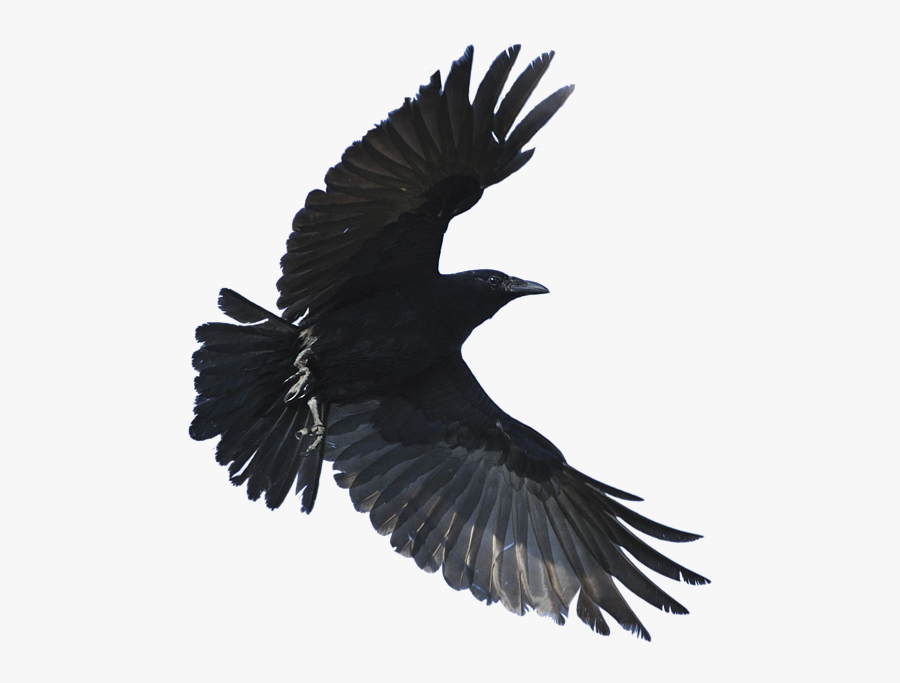 Crow Flying Transparent Background , Free Transparent Clipart - ClipartKey