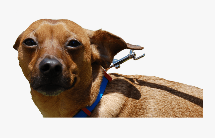 Companion Dog , Free Transparent Clipart - ClipartKey