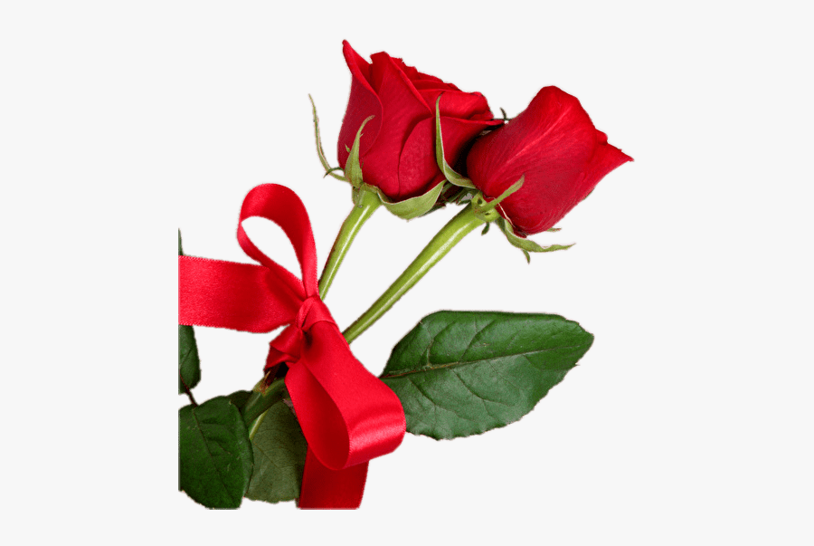 Red Rose On White Wood Hd Background , Free Transparent Clipart ...