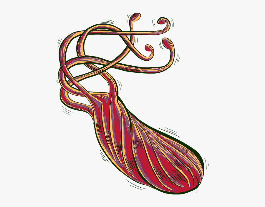 Helicobacter Pylori Png , Free Transparent Clipart - ClipartKey