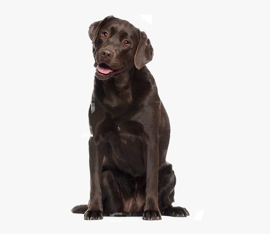 Transparent Labrador Retriever Png - Labrador Dog , Free Transparent ...