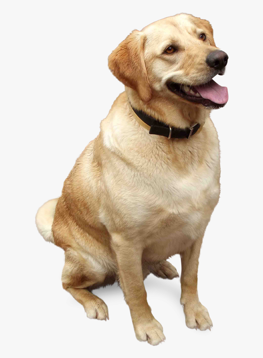 Png Animal Entourage , Free Transparent Clipart - ClipartKey