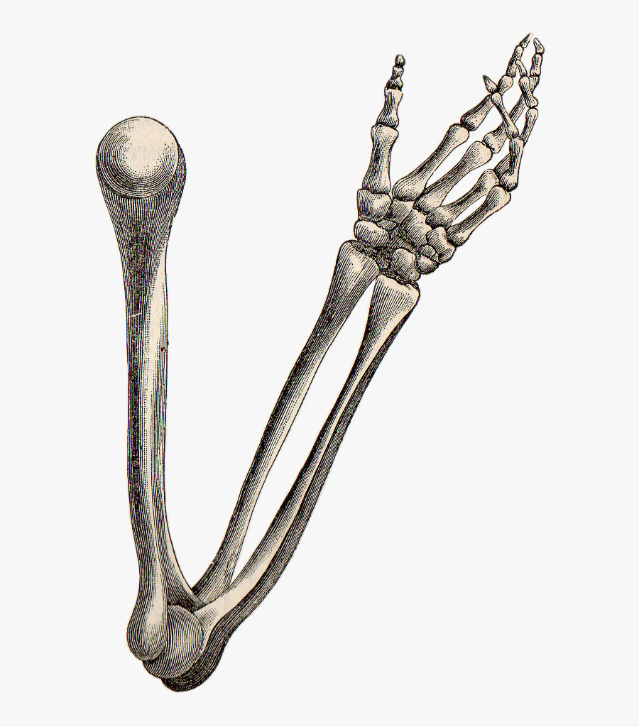 Transparent Skeleton Hand Png , Free Transparent Clipart - ClipartKey
