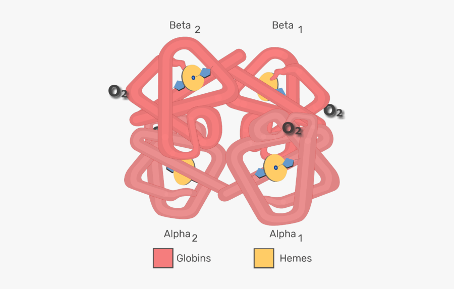 Hb Molecules Associating With O2 Molecules Animation - Hemoglobin ...