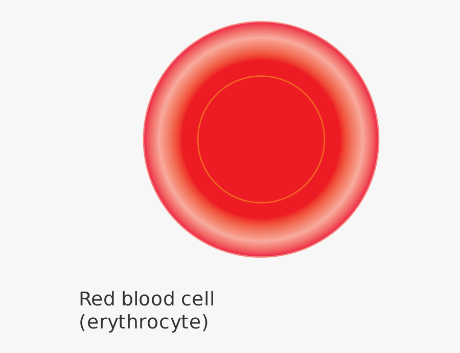 Diagram Of A Red Blood Cell Cruk - Circle , Free Transparent Clipart ...