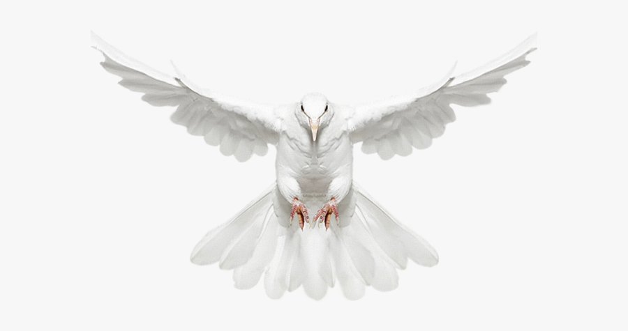 White Dove Clipart Animated - White Dove Spread Wings , Free ... White Dove Clipart Animated - White Dove Spread Wings , Free ...