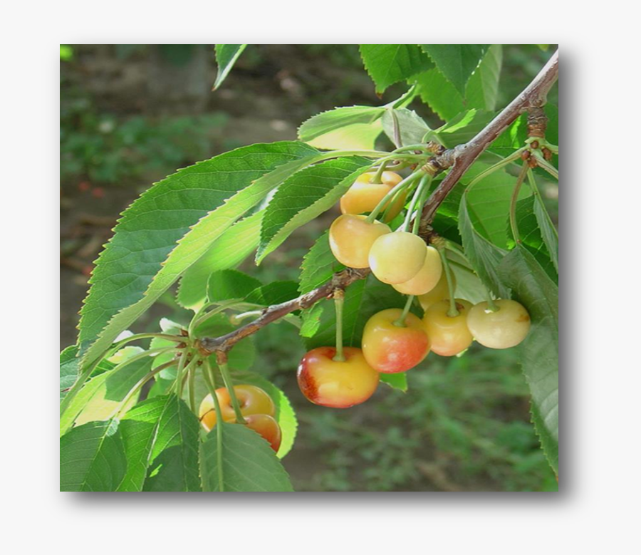 Transparent Fruit Tree Png - Phytoplasma On Cherry , Free Transparent ...
