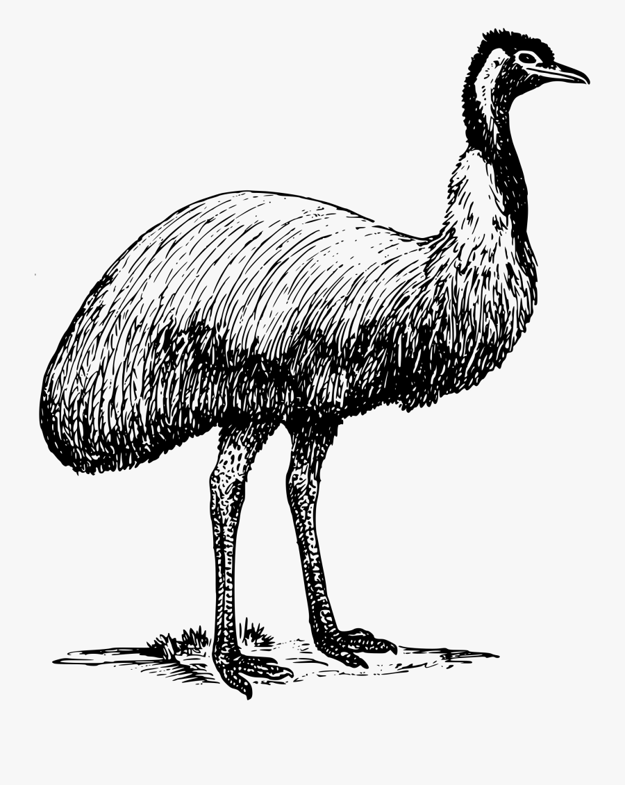 Emu Icons Png - Black And White Emu , Free Transparent Clipart - ClipartKey