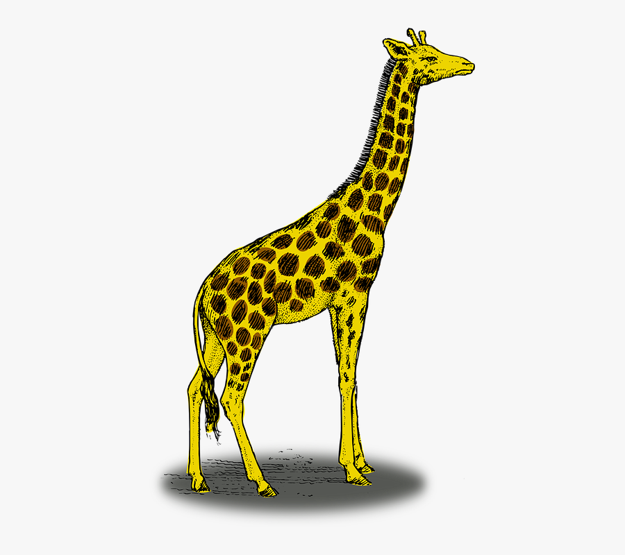 Giraffe Side View Drawing , Free Transparent Clipart - ClipartKey