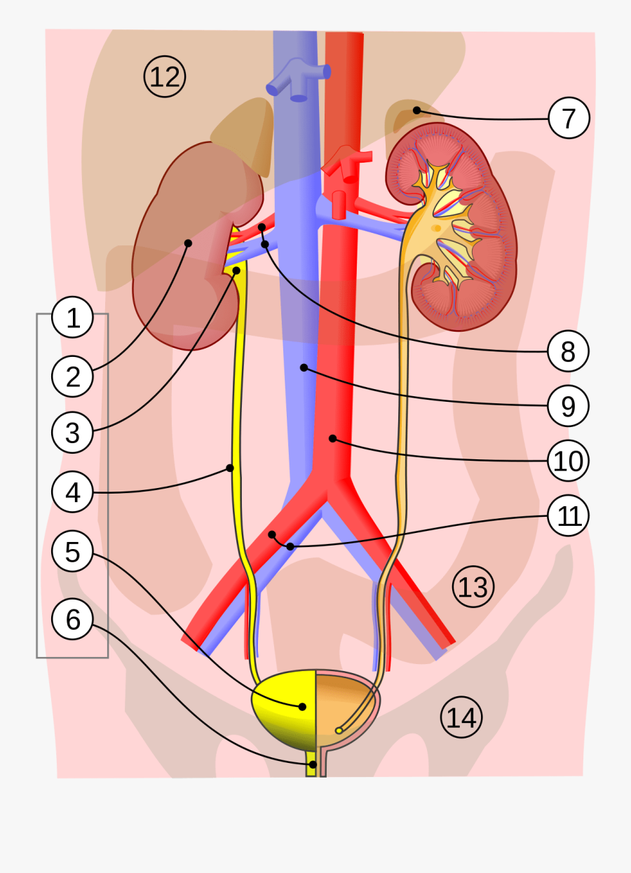 Urinary System , Free Transparent Clipart - ClipartKey