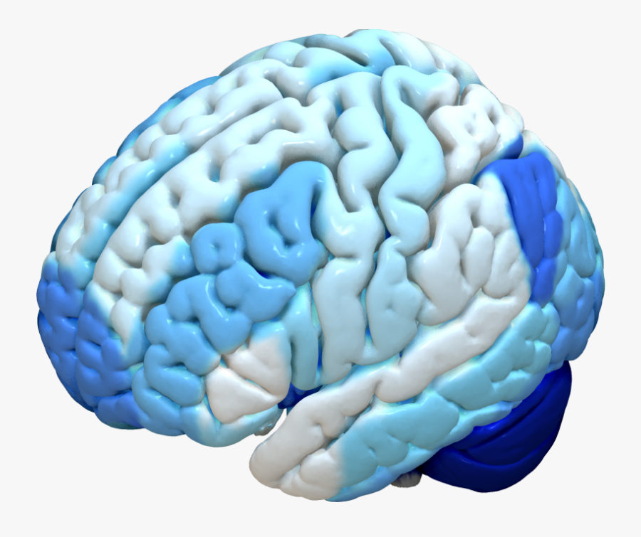 Transparent Brain Outline Png - Mni Brain , Free Transparent Clipart ...