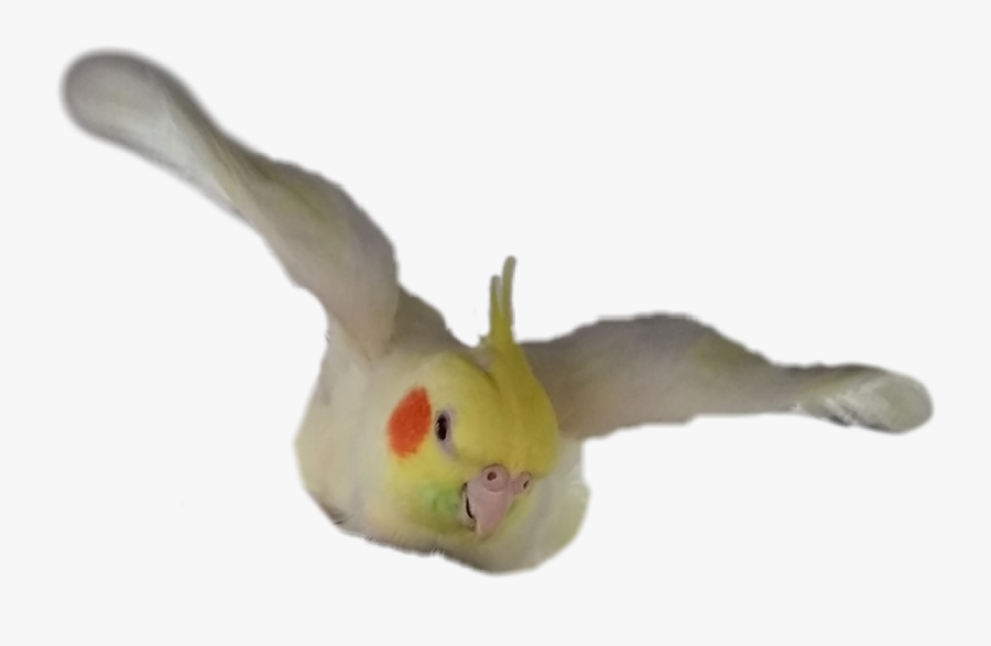 #cockatiel #bird #flying - Cockatiel Flying Transparent Background ...