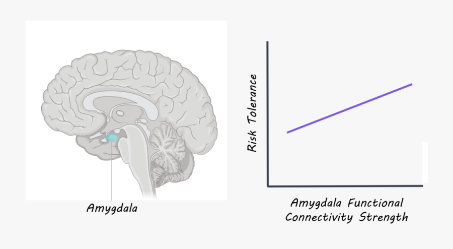Amygdala , Free Transparent Clipart - ClipartKey