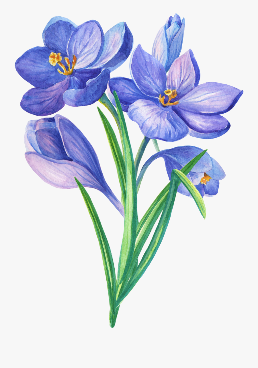 Blue Botanical Flower Drawings , Free Transparent Clipart - ClipartKey