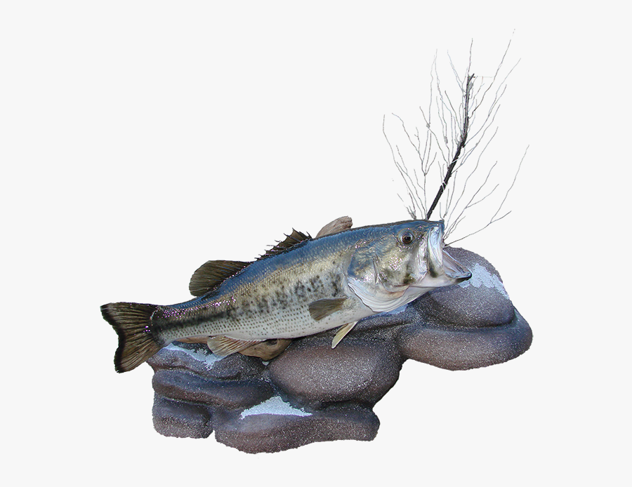 Transparent Largemouth Bass Png - Bass , Free Transparent Clipart ...