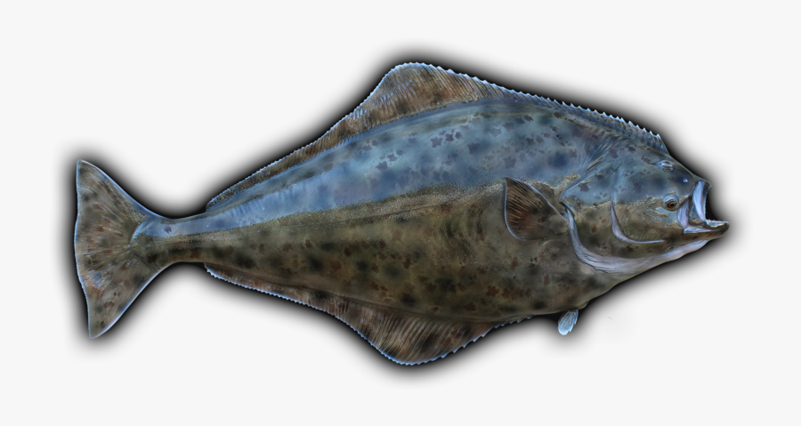 Clip Art Freeuse Stock Barracuda Drawing Mullet Fish - Fish Mounts ...