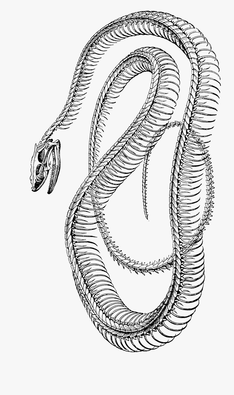 Free Vintage Clip Art - Snake Skeleton Png , Free Transparent Clipart ...